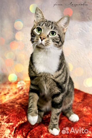 Молоденький котик Марк