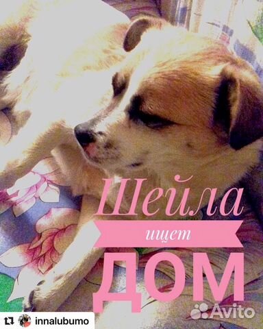 Шейла собачка