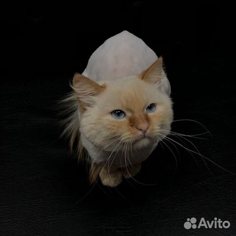 Арчи в поисках дома