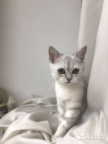 Шотландский прямоухий котенок