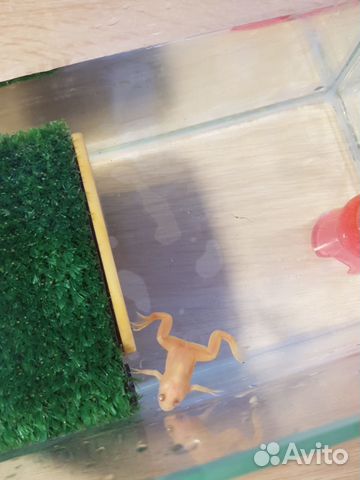 Отдам 2-х лягушек шпорцио с аквариумом и кормом