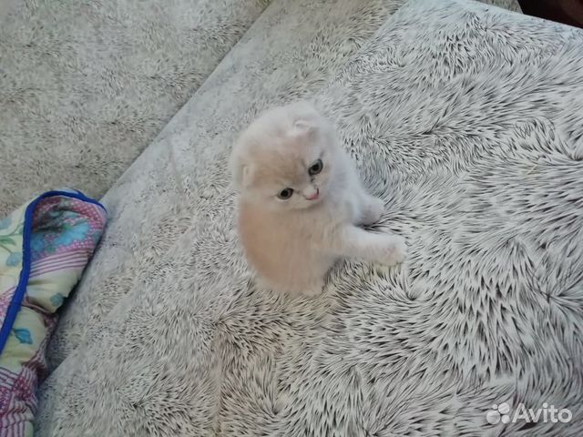 Шотландский вислоухий