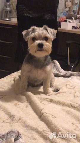 Ищем сучку для случки