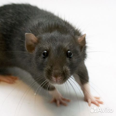 Крыса Дамбо мальчик