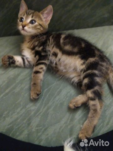 Кошечка