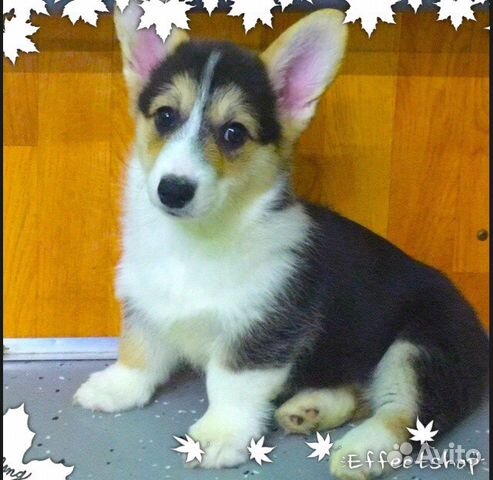 Снегурочка-вельш корги пемброк