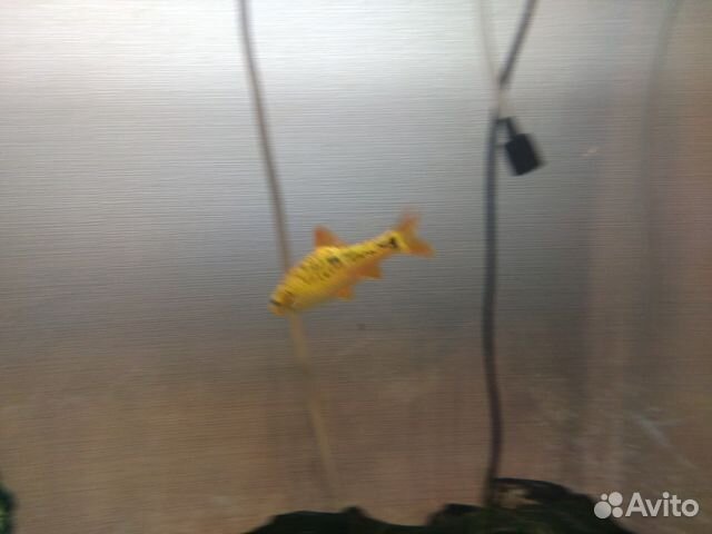 Барбус Золотой