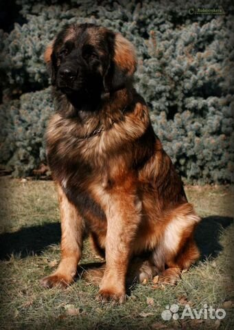 Леонбергер