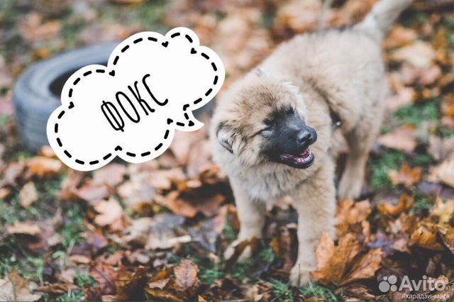 Щенок Фокс в поисках Дома