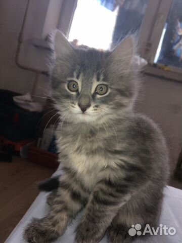 Котенок в добрые руки