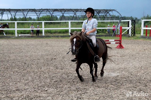 Пони кобыла