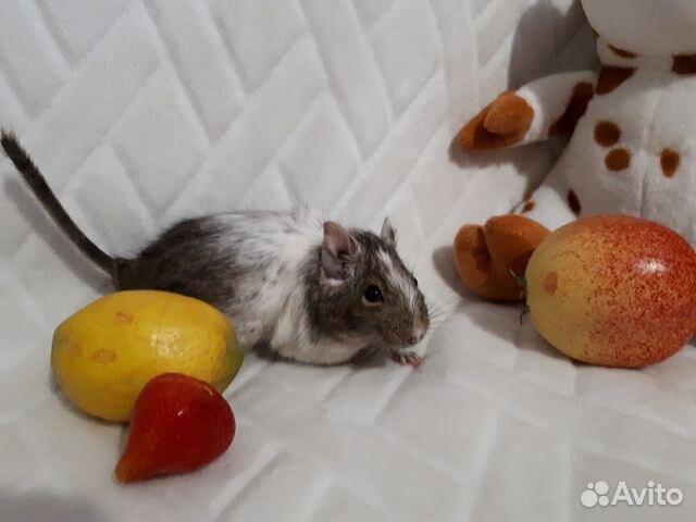 Белый пятнистый дегу и самочка