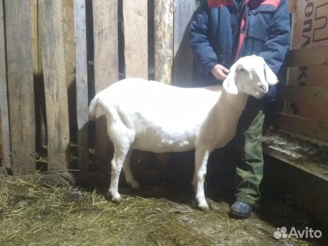 Высокоудойные козы