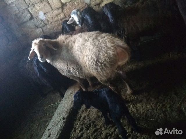 Барашка с ягнёнком на развод