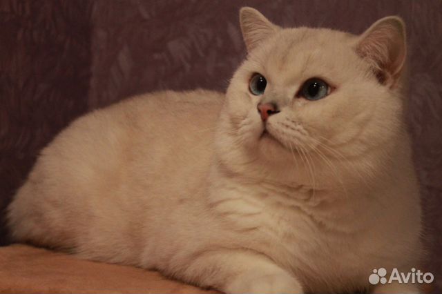 Вязка с котом Британской шиншиллы ns1133