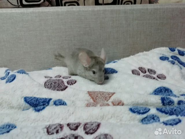 Шиншилла девочка 4 месяца бежевая