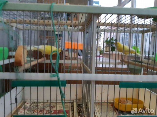 Канары и канарейки