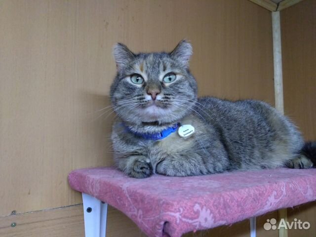 Мягонькая кисуля, серенькая, но очень милая