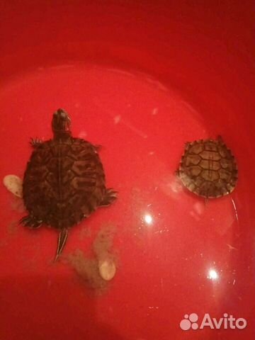 Отдам бесплатно двух красноухих черепах