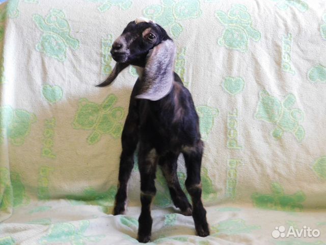 Козлики и козочки Пакистанские и Англо-Нубийские