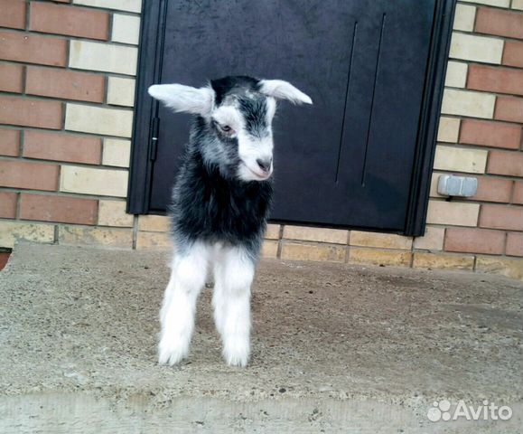 Козлик и козочка