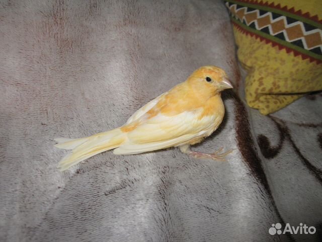 Молодой кенар