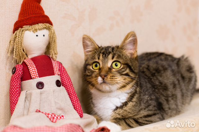 Ласковый новогодний котенок - лисичка