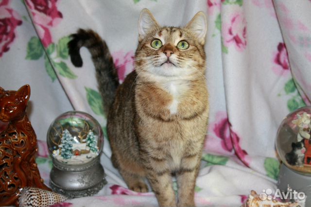 Стерилизованная кошечка в дар