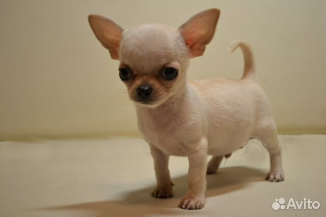 Мальчишки чихуа