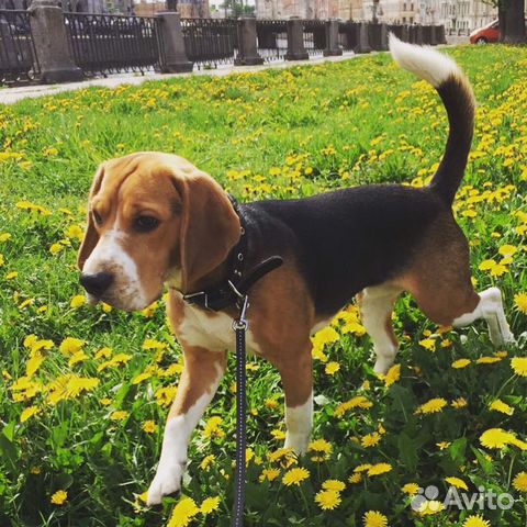 Бигль. Случка