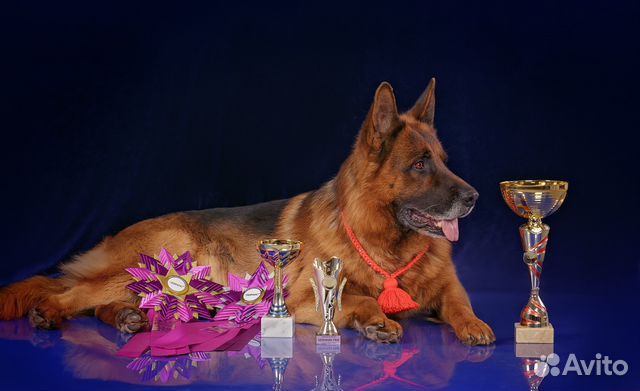 Продам щенка от лидера сезона 2018г