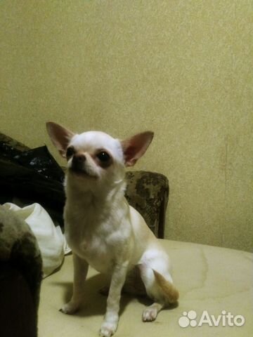 Девочка чих