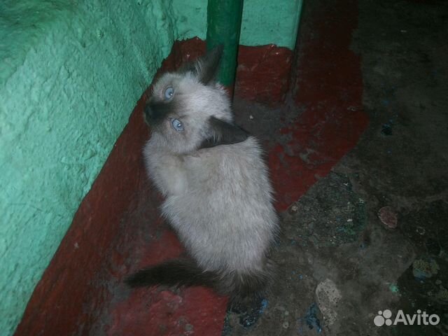 Сиамский котенок