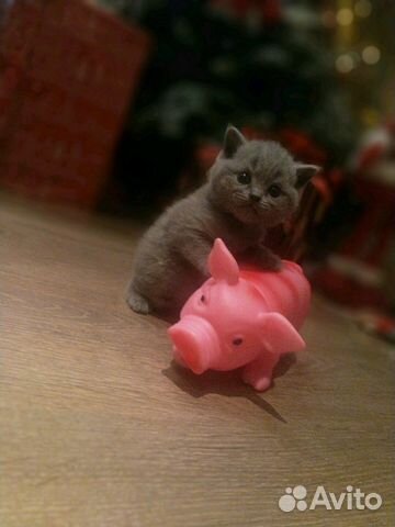 Котята шотландцы