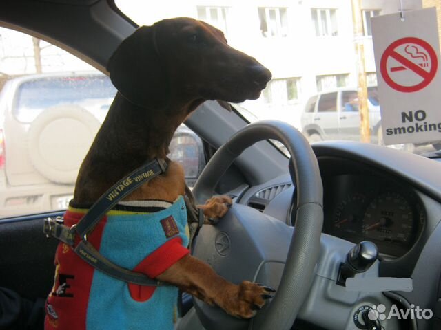 Такса ищет невесту