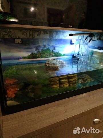 Черепахи водоплавающие 2 шт