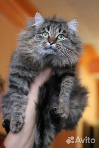 Большой и нежный котик-подросток в добрые руки