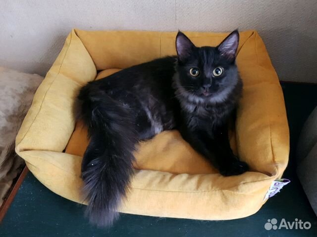 Чёрно-дымчатая девочка котенок 5,5мес.привита