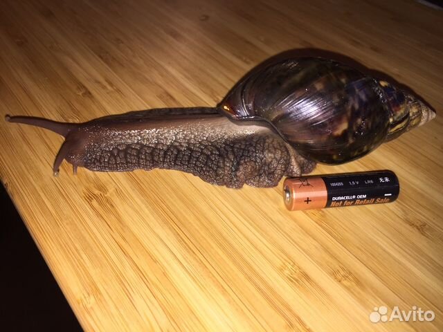 Улитка Ахатина