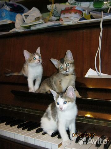 Метисы абиссинца