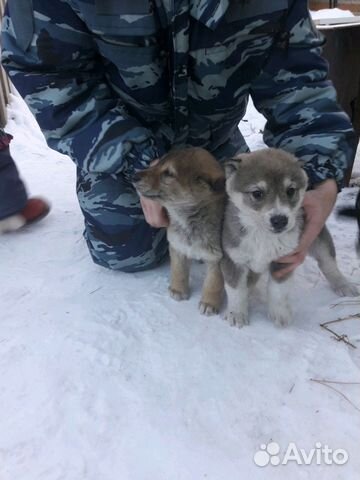 Щенки западносибирской лайки