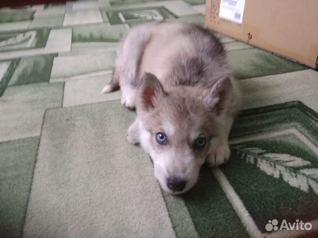 Сибирский хаски