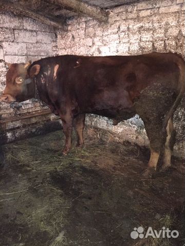 Бык лимузин