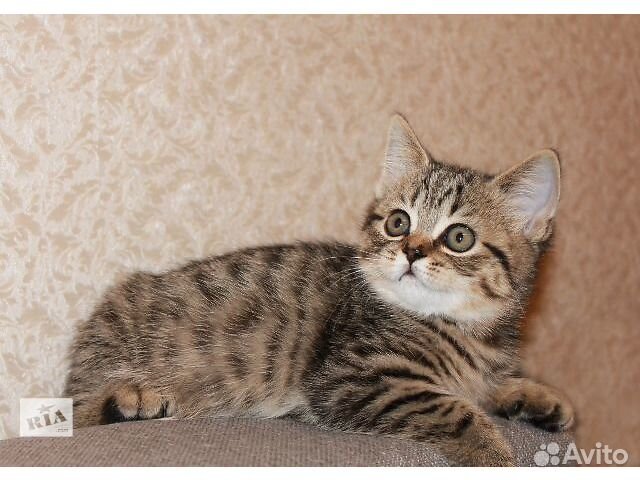 Котенок шотландский браун табби (юз, Буревестник)