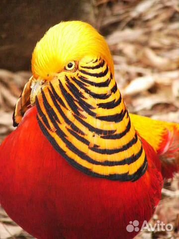 Золотой фазан