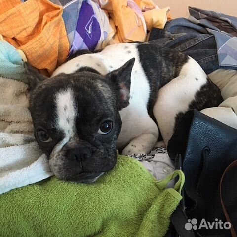 Отдаем в добрые руки прекрасного бульдожку