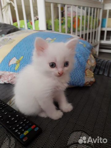 Отдадим в хорошие руки красивую кошечку