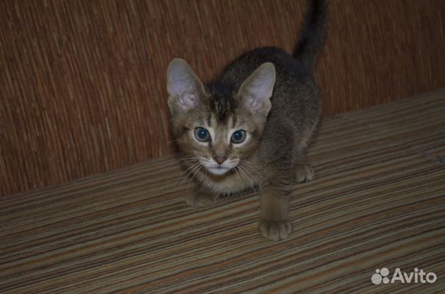 Котята