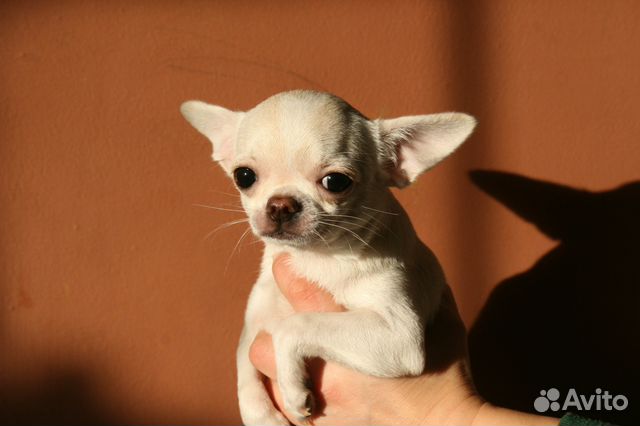 Мини девочка с сердечком