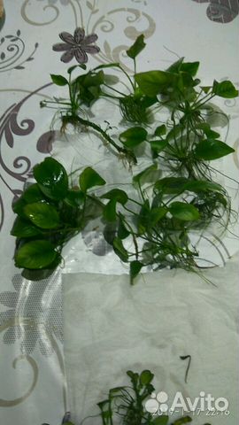 Аквариуные растения анубиас